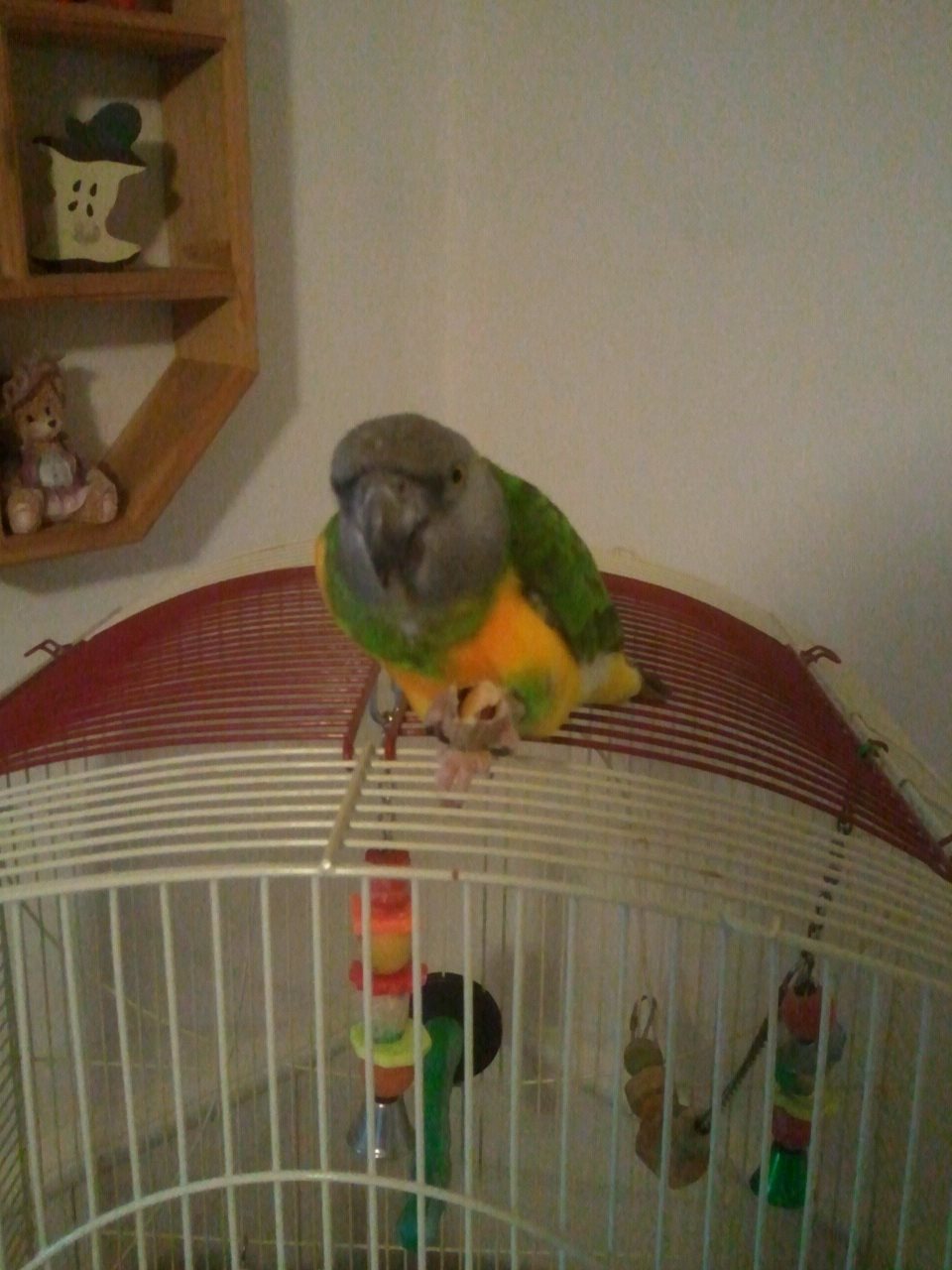 Lonely Grey Rescue | Happy Tweets Updates!!