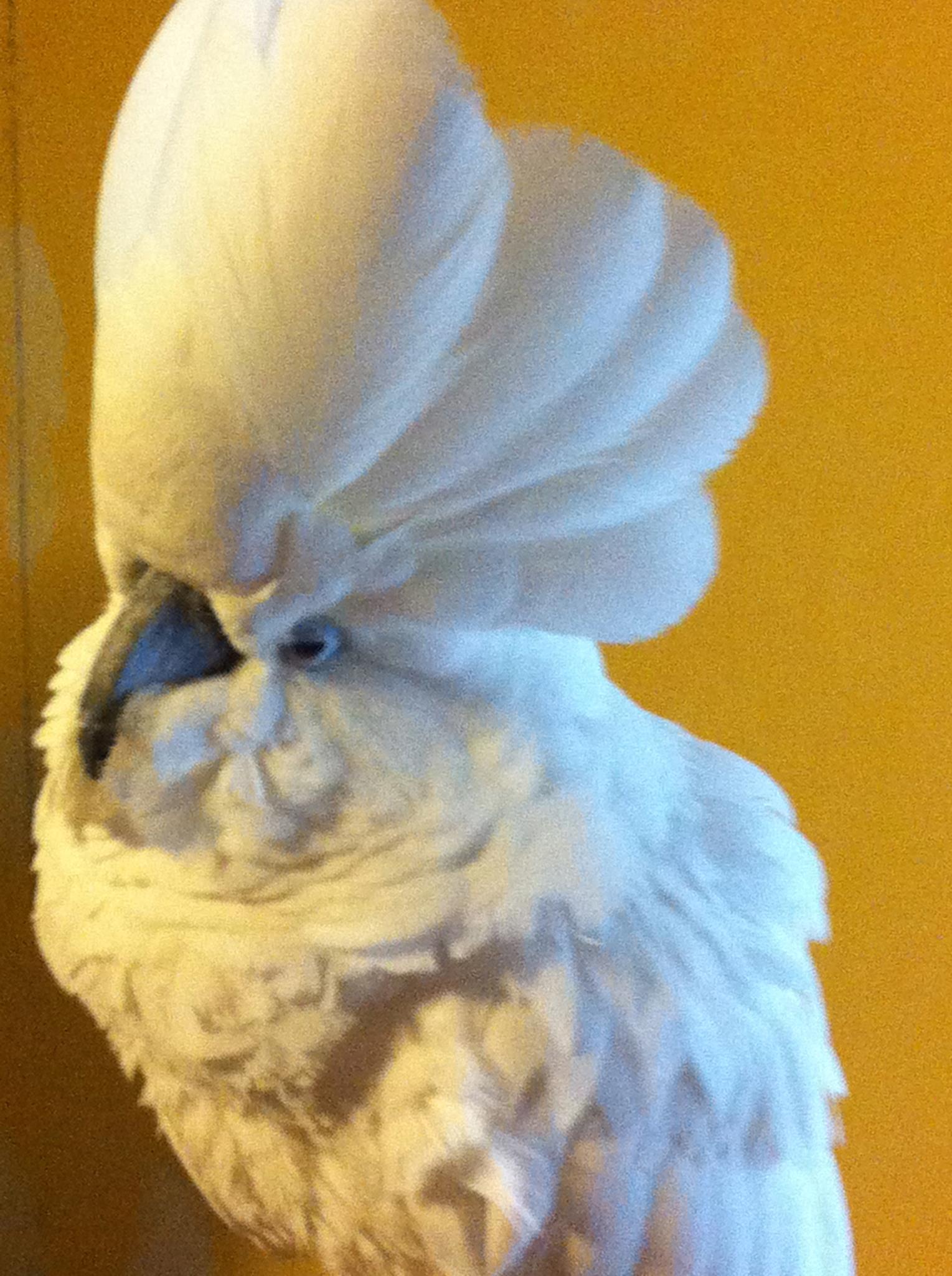 Lonely Grey Rescue | Happy Tweets Updates!!