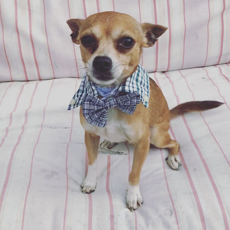 Adoption Information